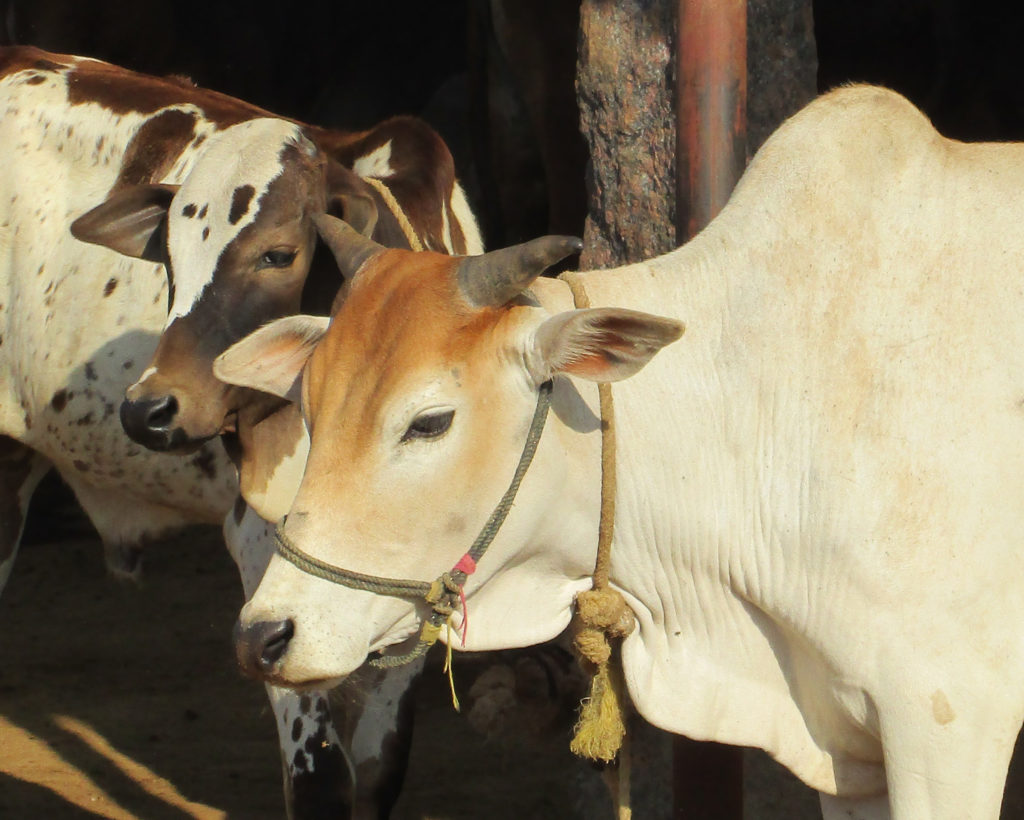 Indian cows | Sankranti